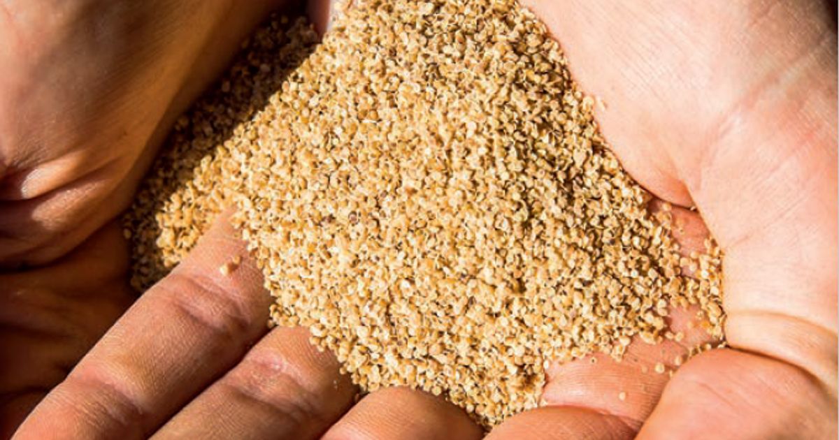 The Netherlands, no. 1 in seed for food and nutrition security ...